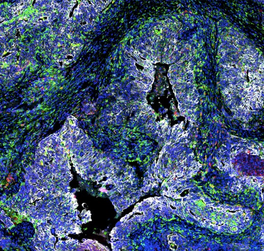 Atlases | Harvard Tissue Atlas