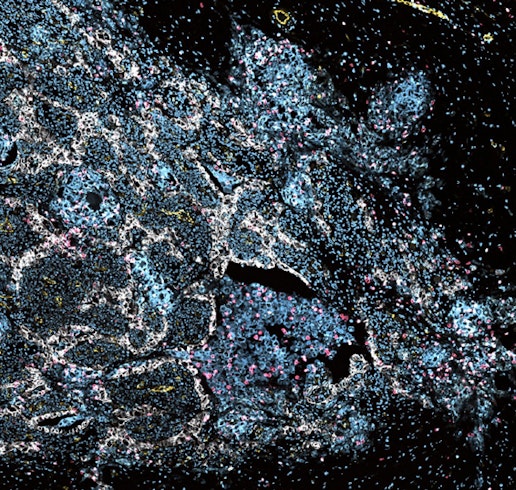 Atlases | Harvard Tissue Atlas