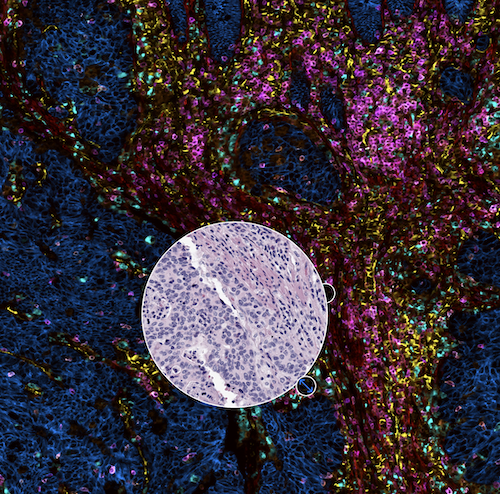 Atlases | Harvard Tissue Atlas