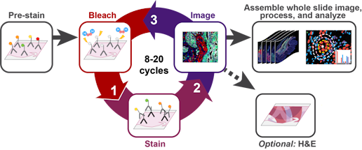 Methods | Harvard Tissue Atlas